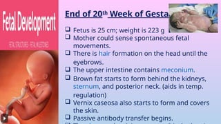 Milestones-of-Fetal-Growth-Development-PPT.pptx