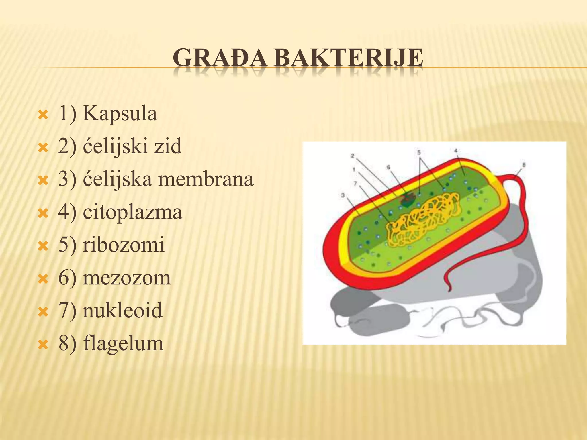 Milica biologija | PPTX