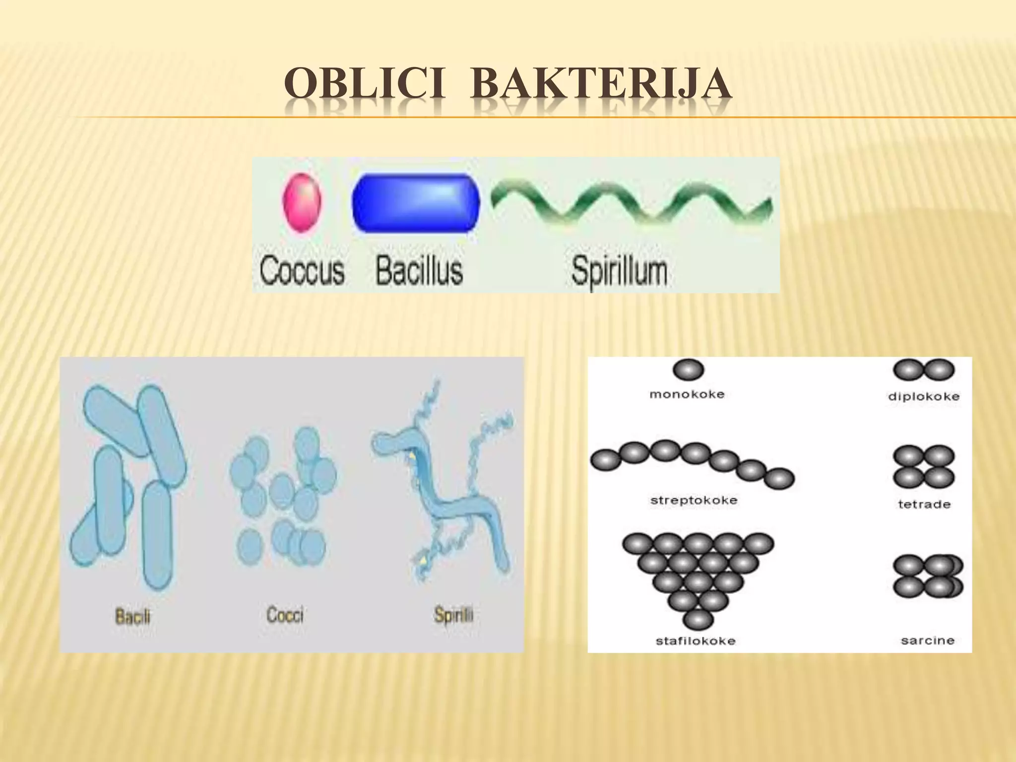 Milica biologija | PPTX