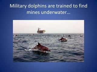 Military dolphins | PPTX