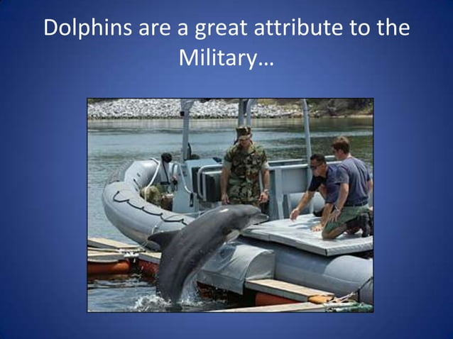 Military dolphins | PPTX