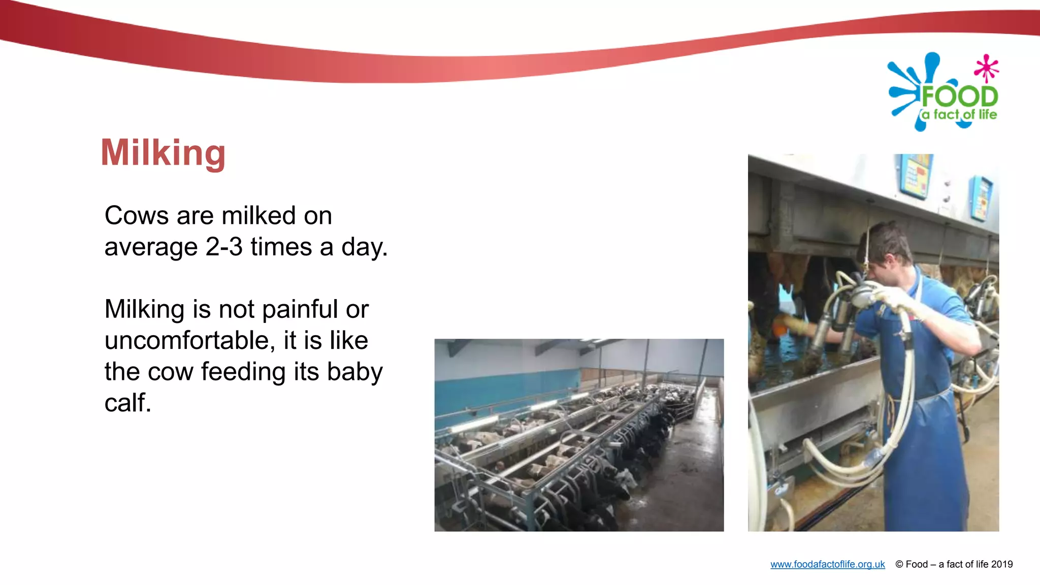 milk-production-ppt-711fcd.pptx