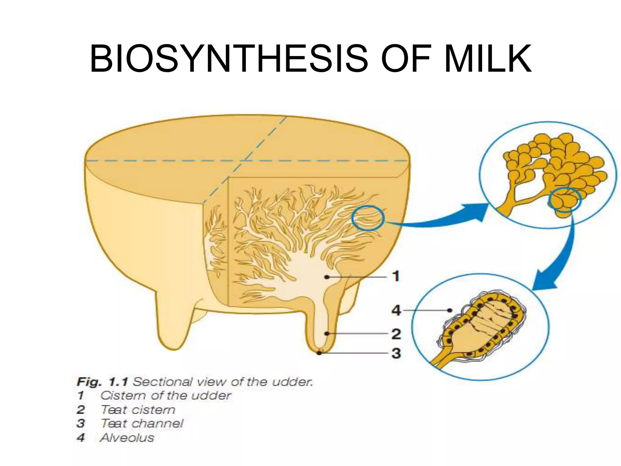 Milk Biosynthesis.pptx