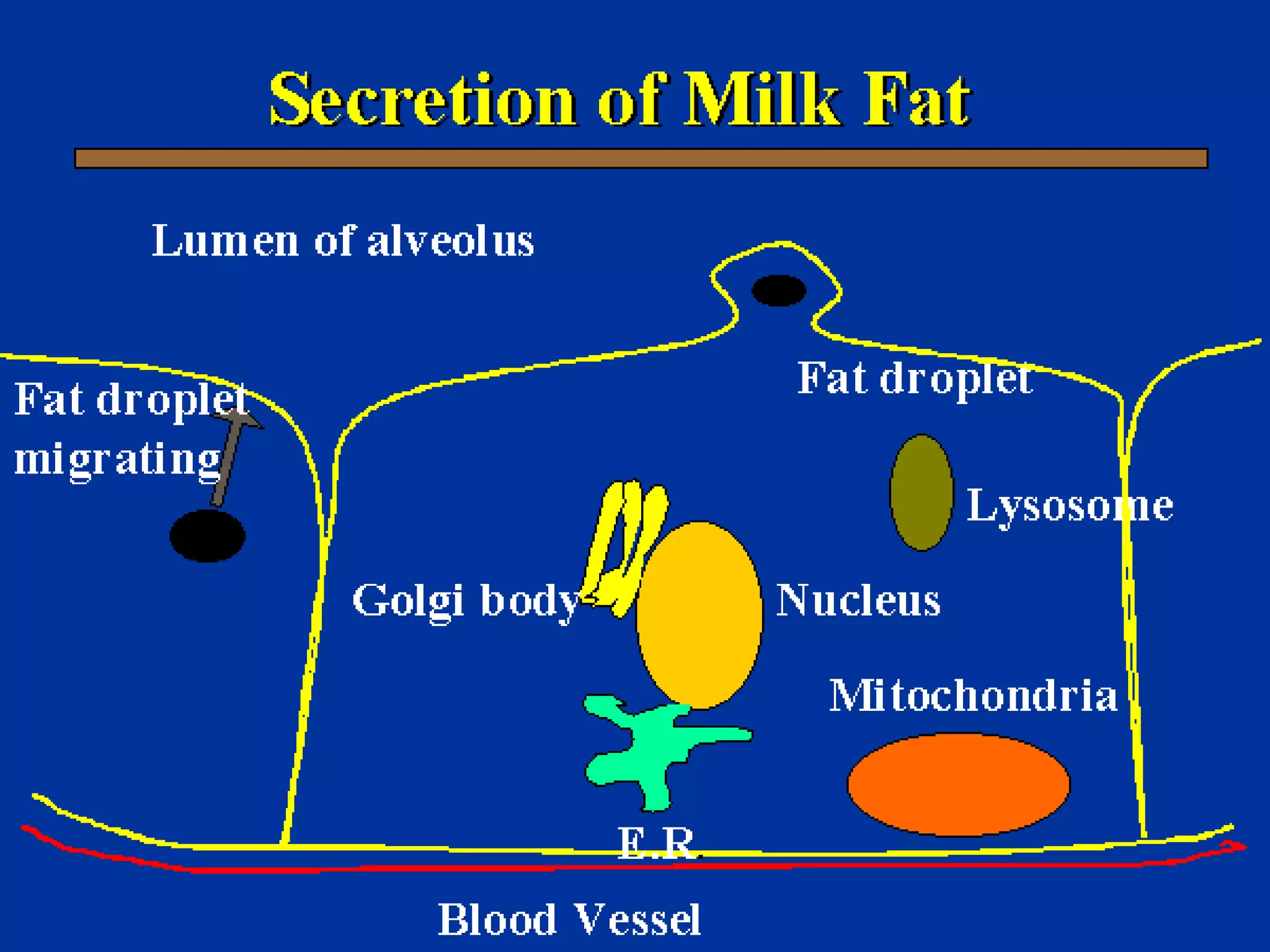 Milk Biosynthesis.pptx