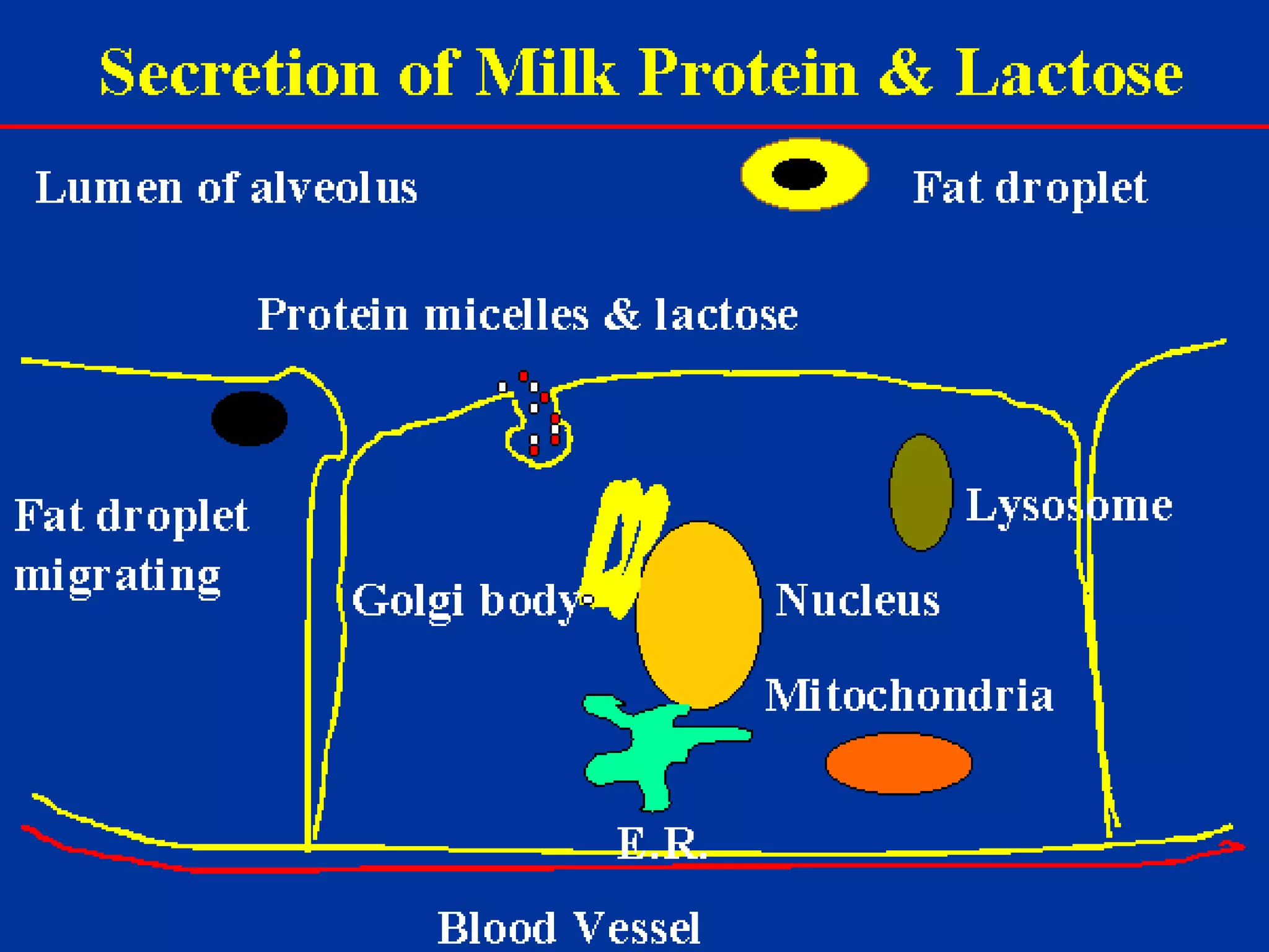 Milk Biosynthesis.pptx