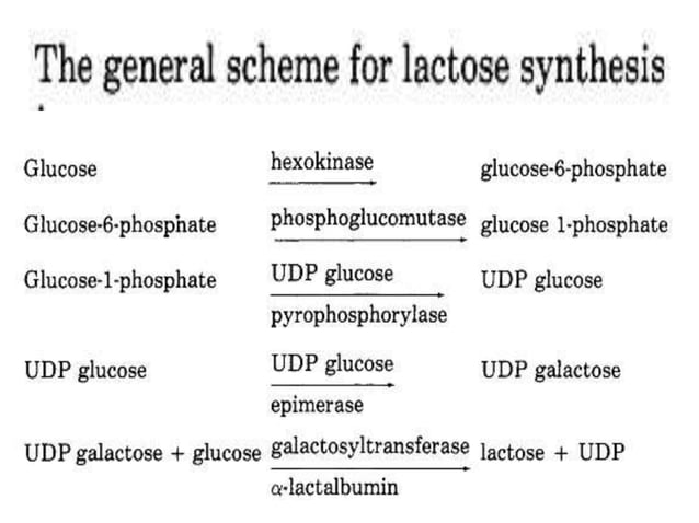 Milk Biosynthesis.pptx