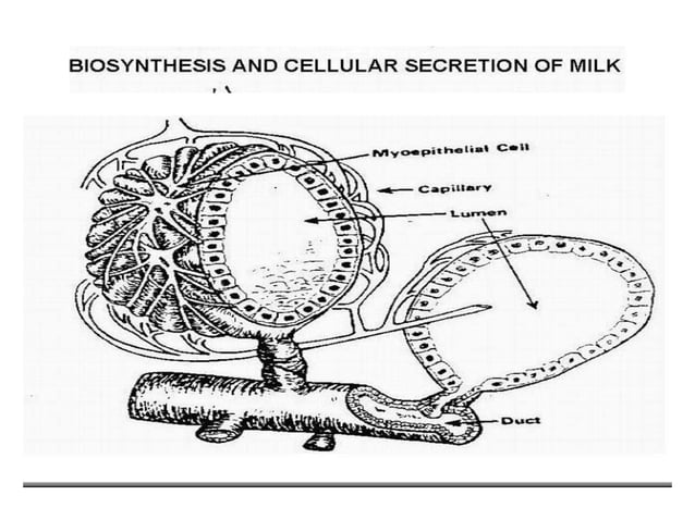 Milk Biosynthesis.pptx