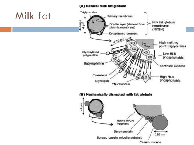 Milk chemistry and composition - Basics for Dairy processing | PDF ...