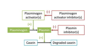 milk enzymes 2.pptx