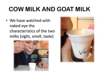 Milk experiment | PPT