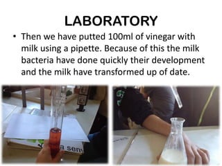 Milk experiment | PPT