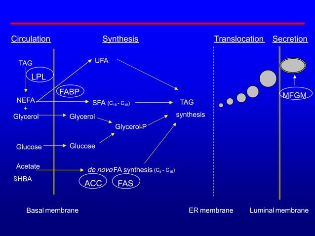 Milk Fat Synthesis | PDF