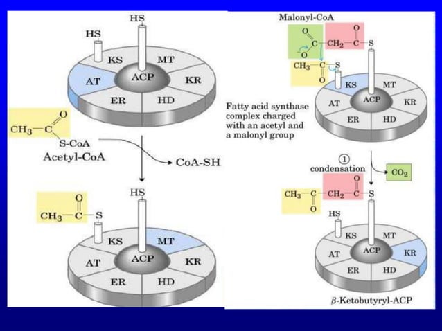 Milk Fat Synthesis | PDF