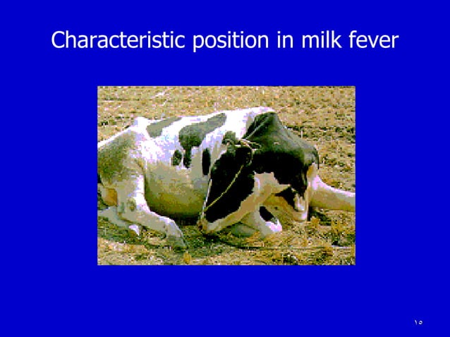 Milk fever | PDF