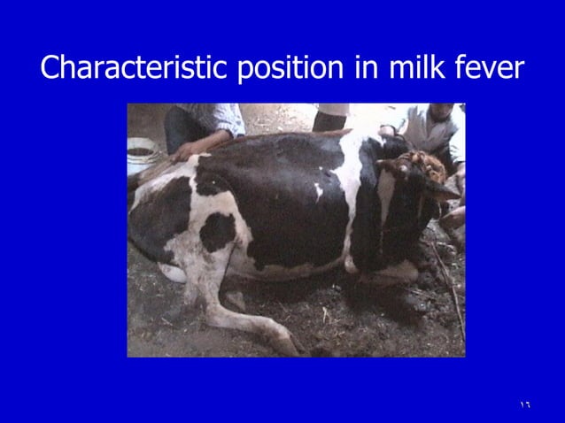 Milk fever | PDF