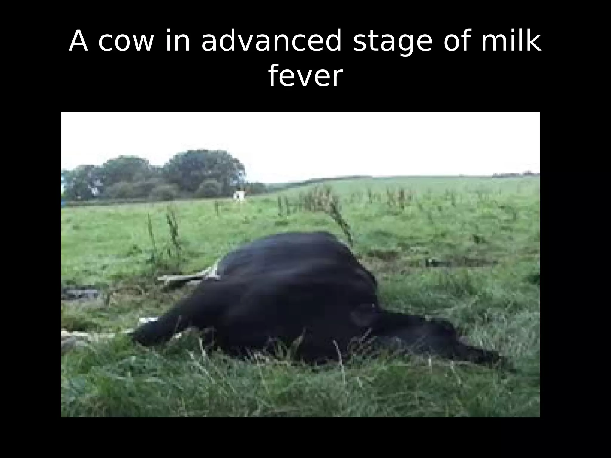 Milk fever | PDF