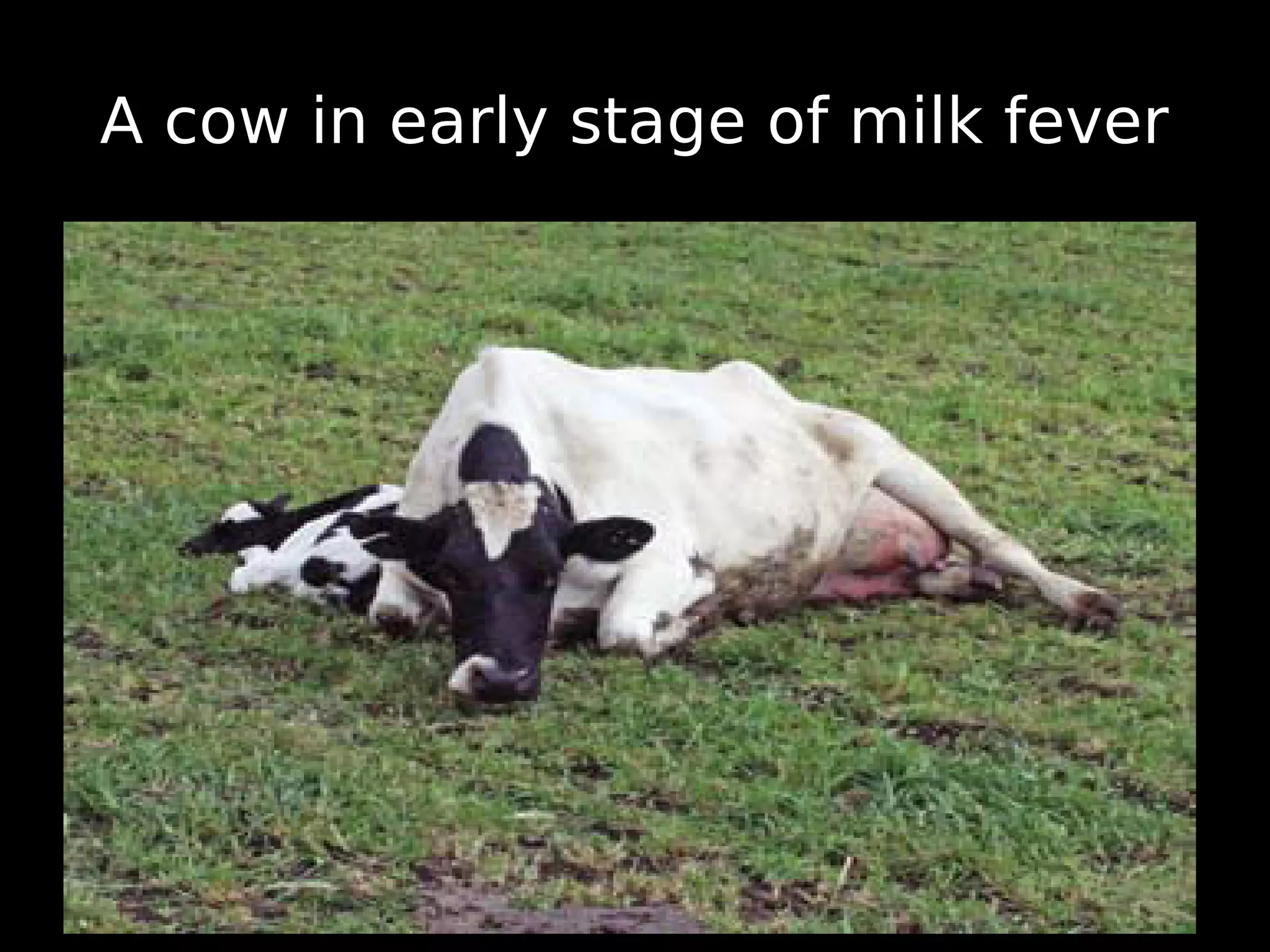 Milk fever | PDF