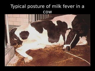 Milk fever | PDF