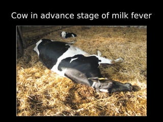 Milk fever | PDF