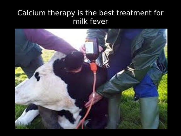 Milk fever | PDF