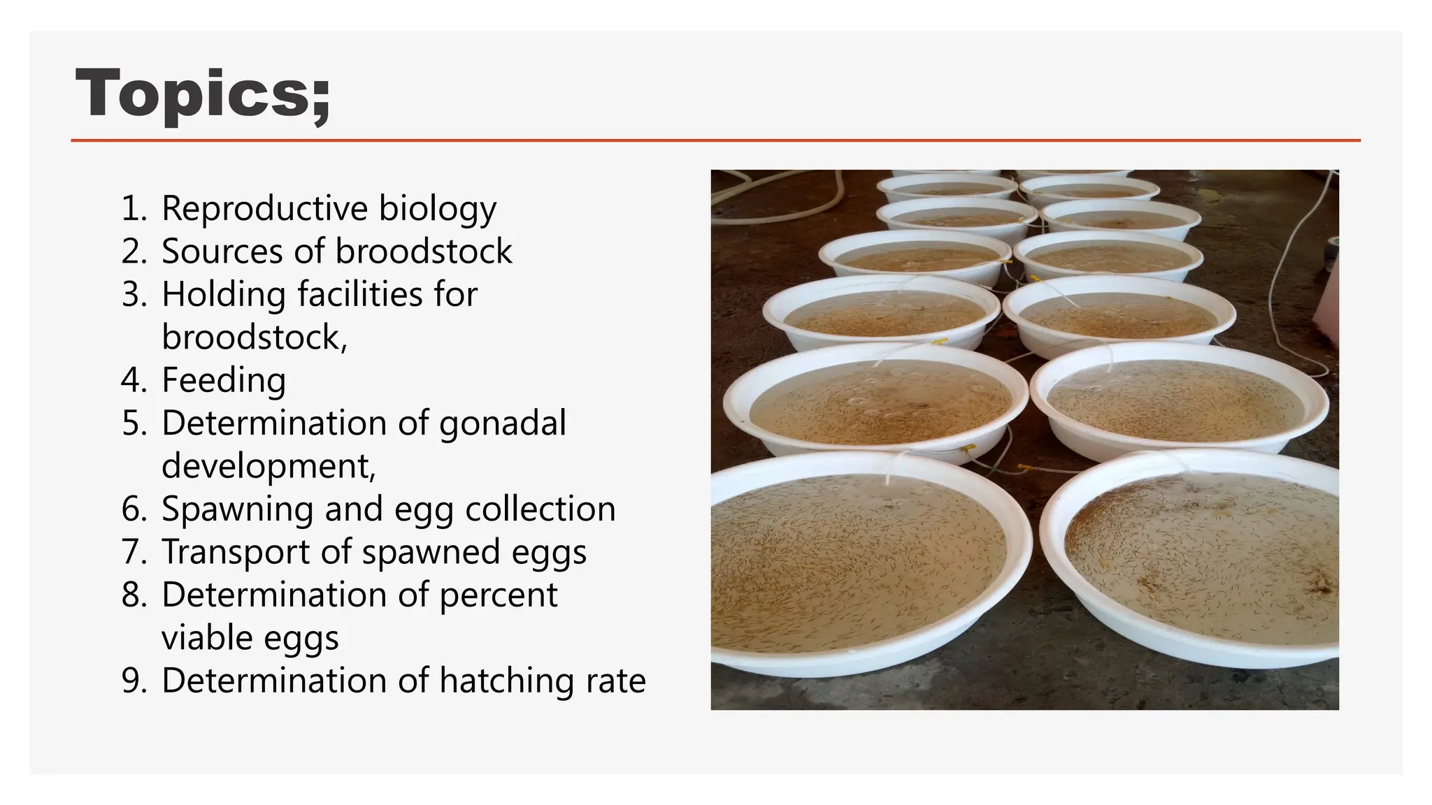 MILKFISH BROODSTOCK AND HATCHERY MANAGEMENT Lec. 4.pptx