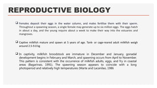 MILKFISH BROODSTOCK AND HATCHERY MANAGEMENT Lec. 4.pptx