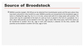MILKFISH BROODSTOCK AND HATCHERY MANAGEMENT Lec. 4.pptx