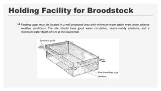 MILKFISH BROODSTOCK AND HATCHERY MANAGEMENT Lec. 4.pptx