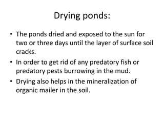 Milkfish culture report | PPTX