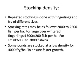 Milkfish culture report | PPTX