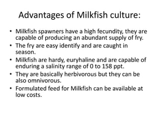 Milkfish culture report | PPTX