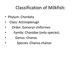 Milkfish culture report | PPTX