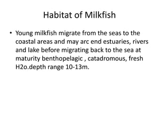 Milkfish culture report | PPTX