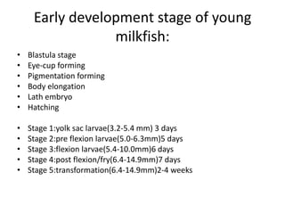 Milkfish culture report | PPTX