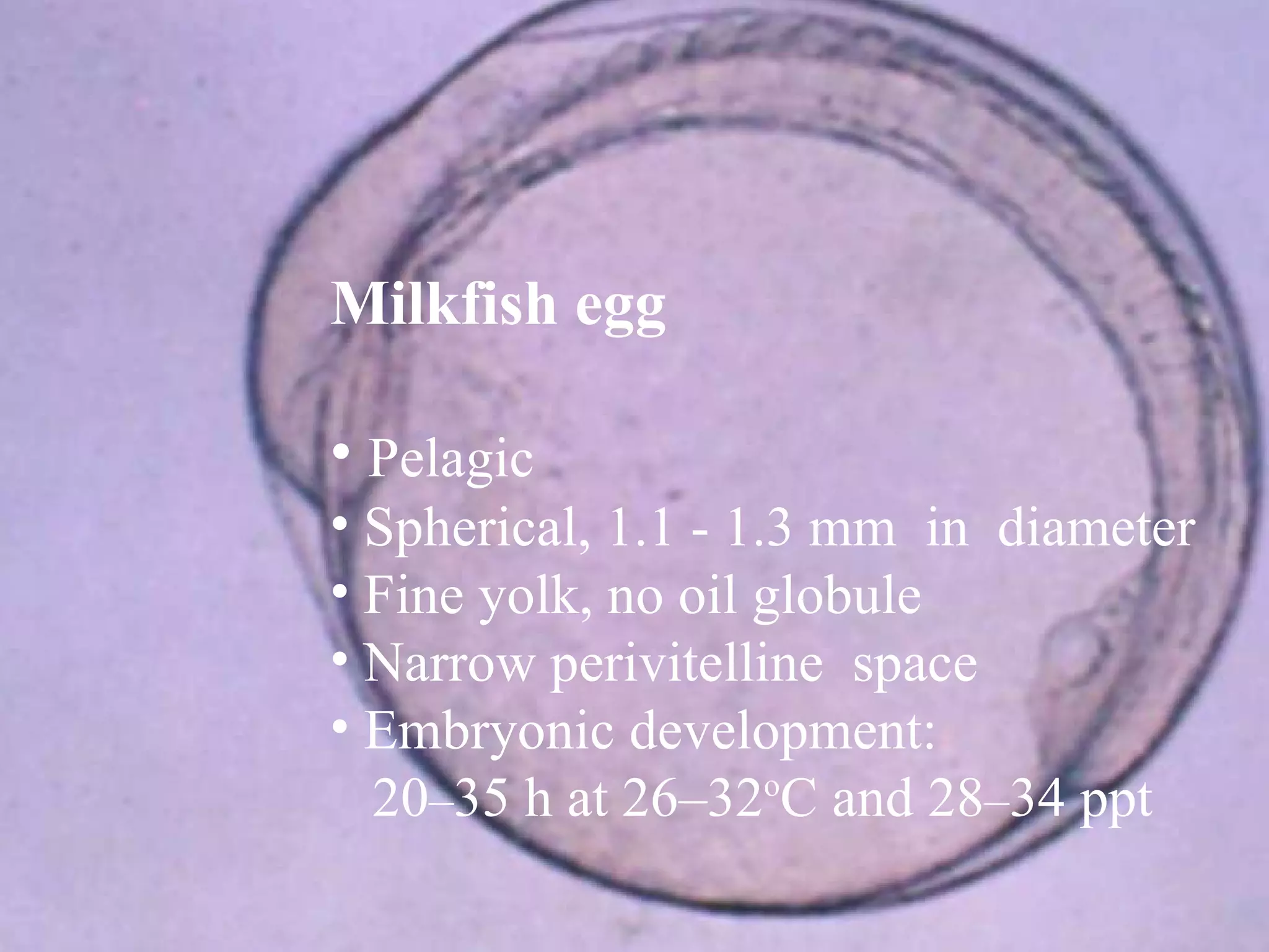 Milkfish Pres Vietnam March 2010 | PPT