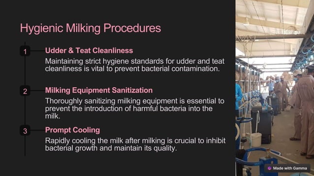 Milk Hygiene - Ensuring-Milk-Hygiene-Essential-Practices-for-Safe-Dairy ...