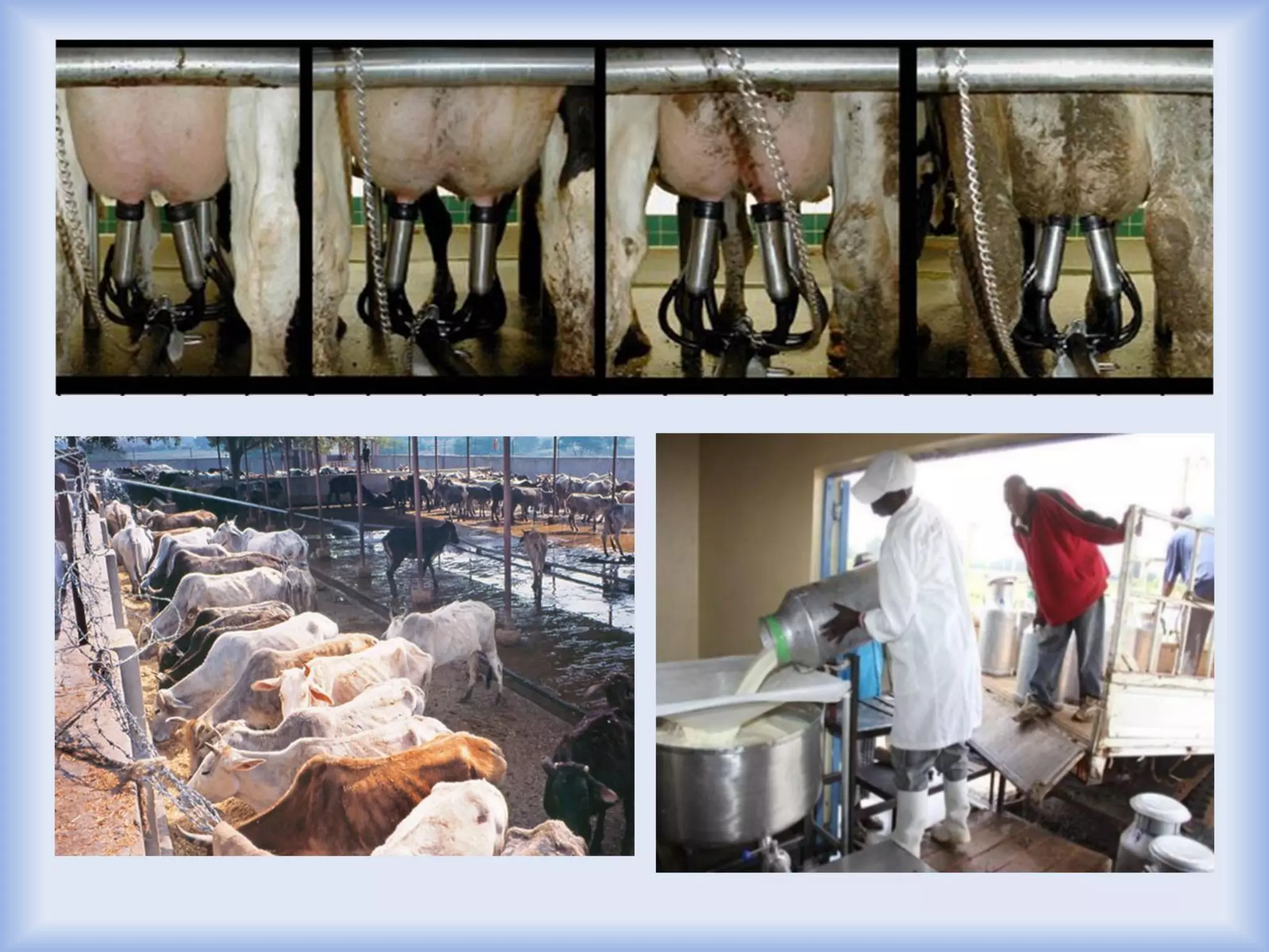 Contamination, Preservation and Spoilage of Milk and Milk Products | PDF