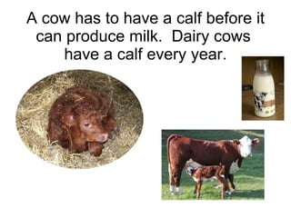 Milk powerpoint | PPT