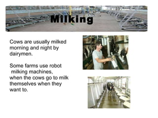 Milk powerpoint | PPT