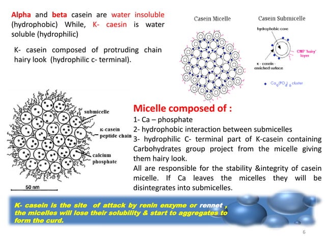 Milk protein casein, whey protein. | PDF