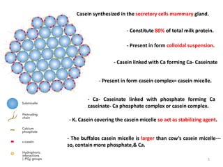 Calcium Caseinate Structure