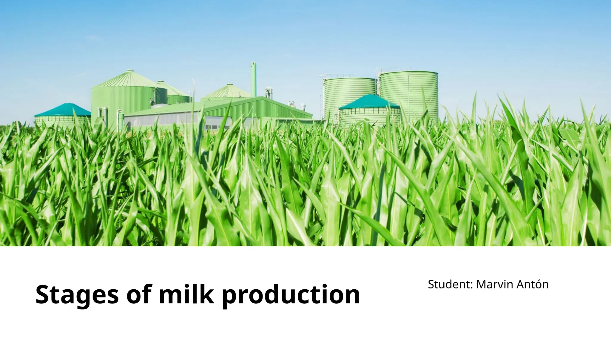 milk stages production.pptx producción L | PPTX