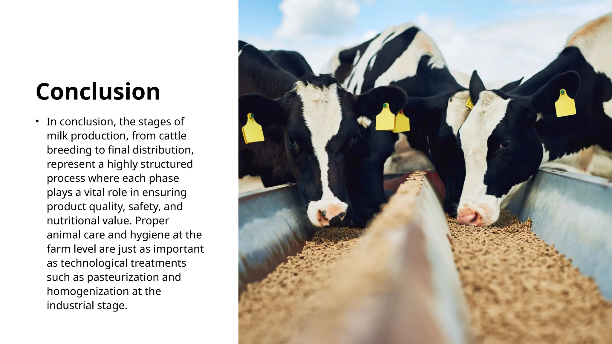 milk stages production.pptx producción L | PPTX