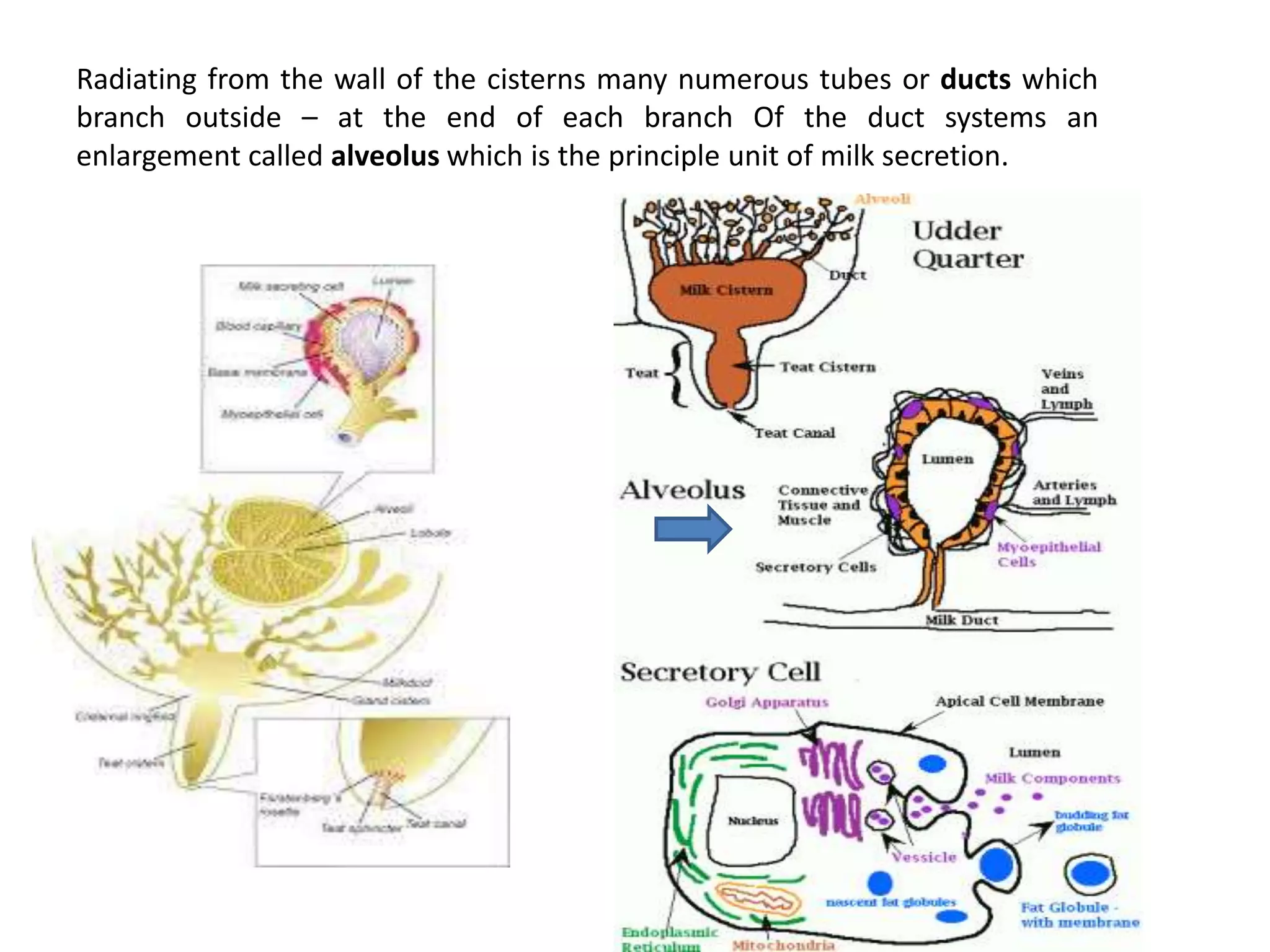 Milk synthesis 2020. | PDF