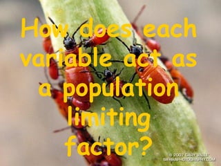 Milkweed Bugs Limited (6.1a) | PPT | Biological Sciences | Science