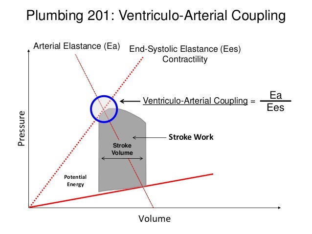 Understanding The Translational Value Of Pv Loops From
