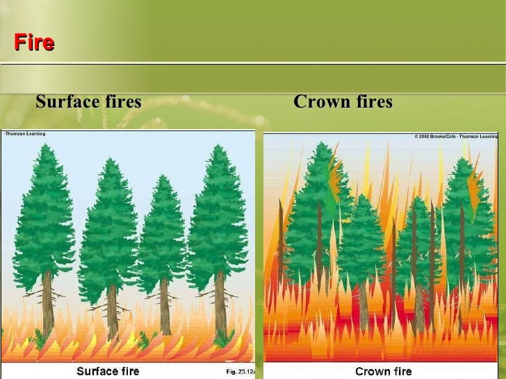 Biodiversity Management