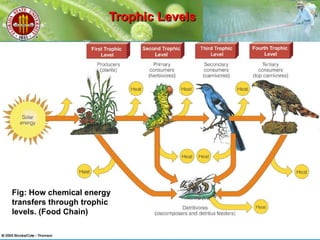 Ecosystems: How do they work? | PPT
