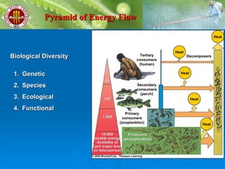 Ecosystems: How do they work? | PPT