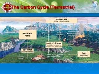 Ecosystems: How do they work? | PPT